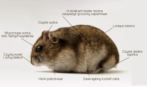 Wszystko o zwierzakach