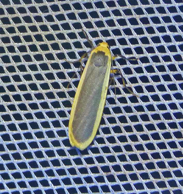 BunyipCo: Moth Night 2017