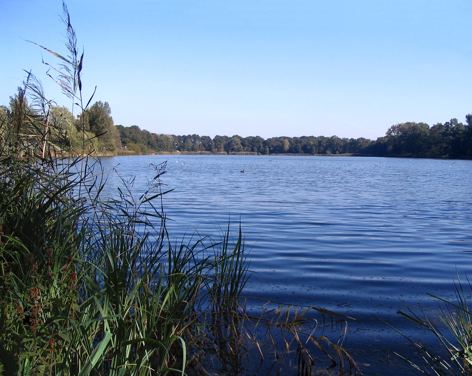 Weert en natuur: Waarom is het water van het blauwe meertje zo blauw?