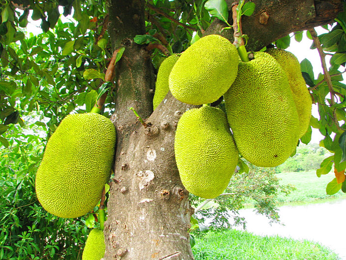 BELEZA EM AÇÃO: 15 benefícios da JACA para a saúde