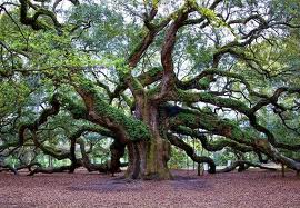 Cuidados del Roble y Consejos de mantenimiento