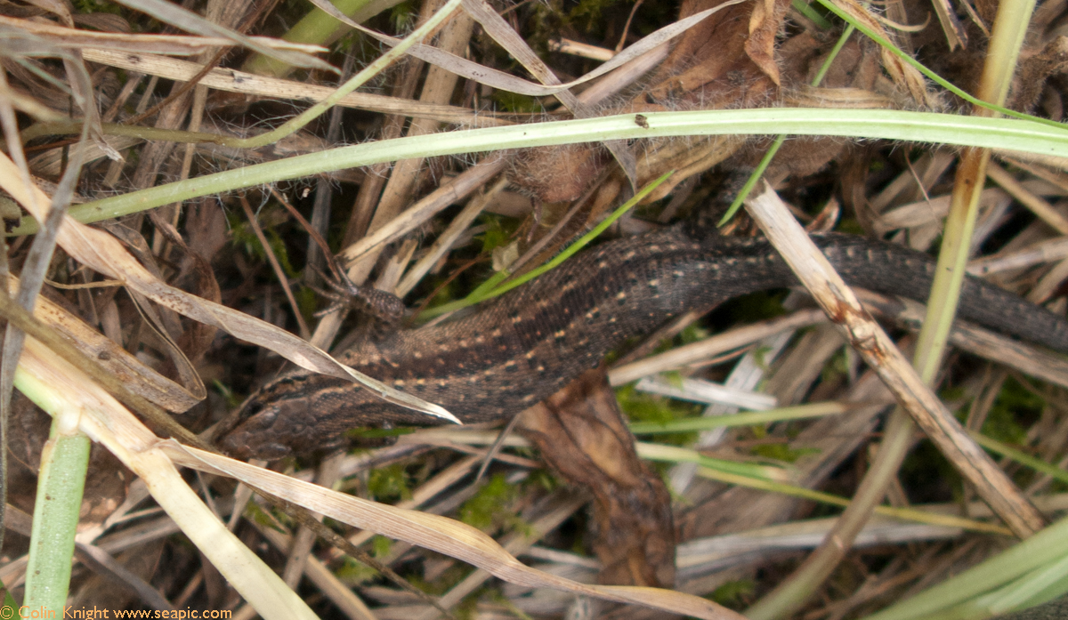 Postcards from Sussex: Glanville Fritillaries