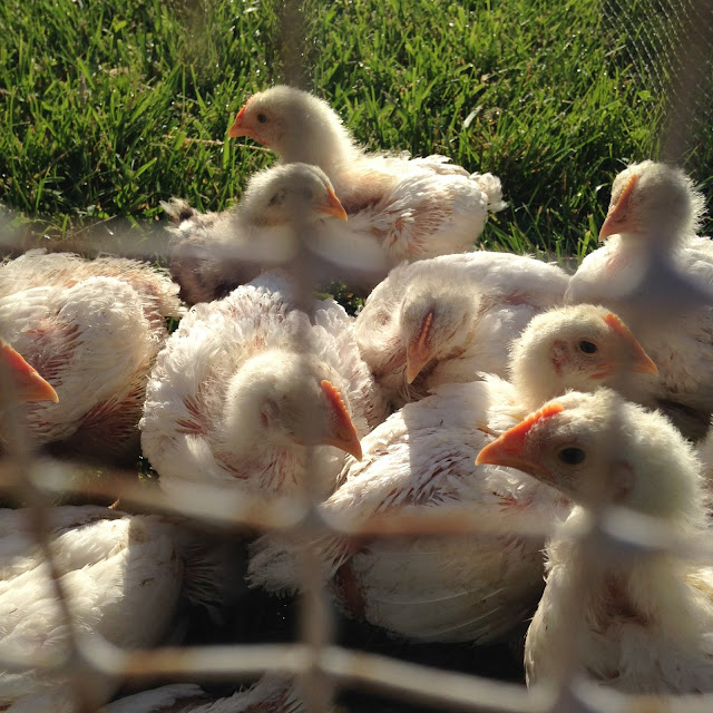 Little House on the Dairy: awkward teenage chickens