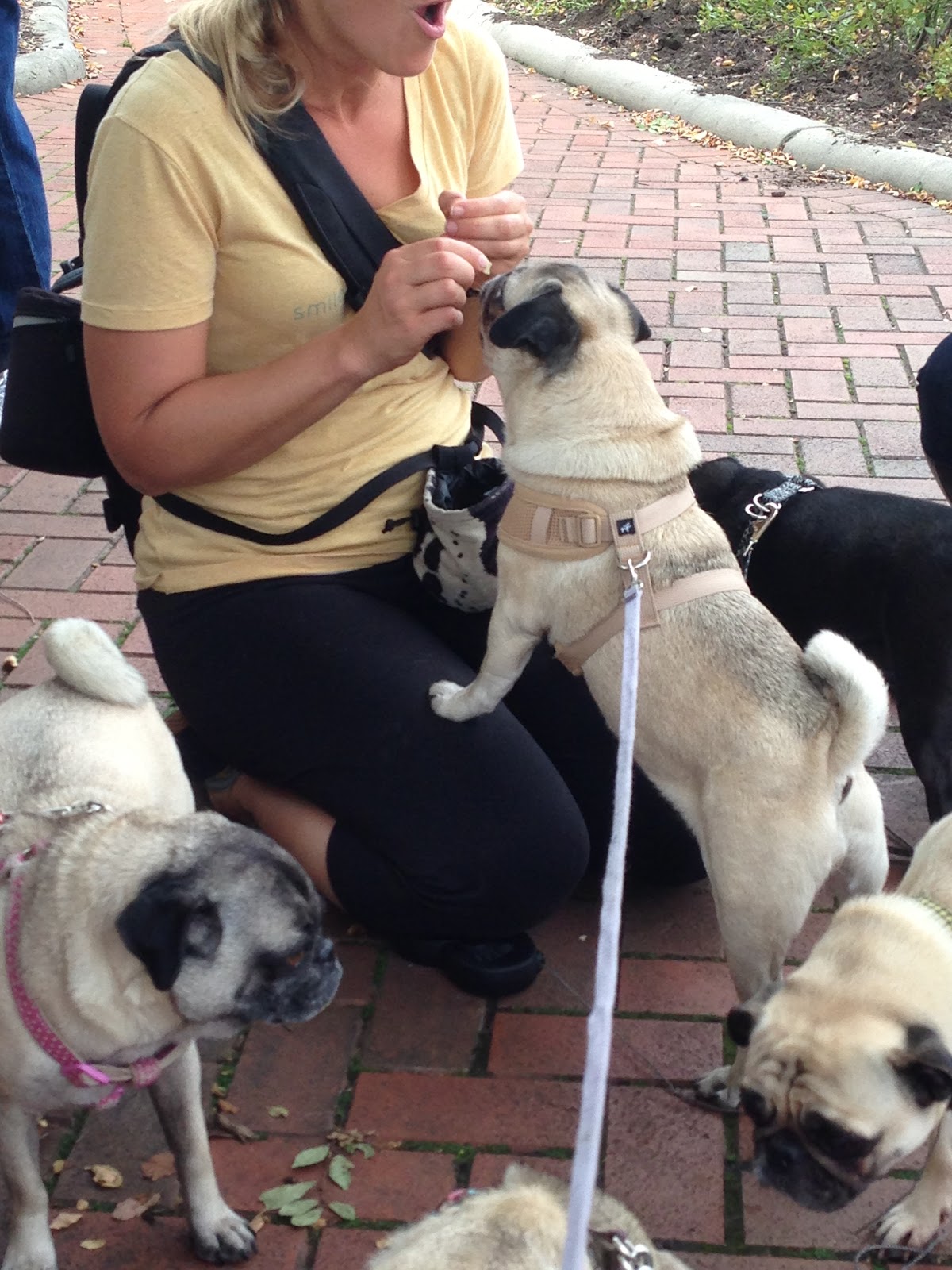 Southern Fried Pugs: Southern Fried Pugs Take Manhattan!: Our day to shine