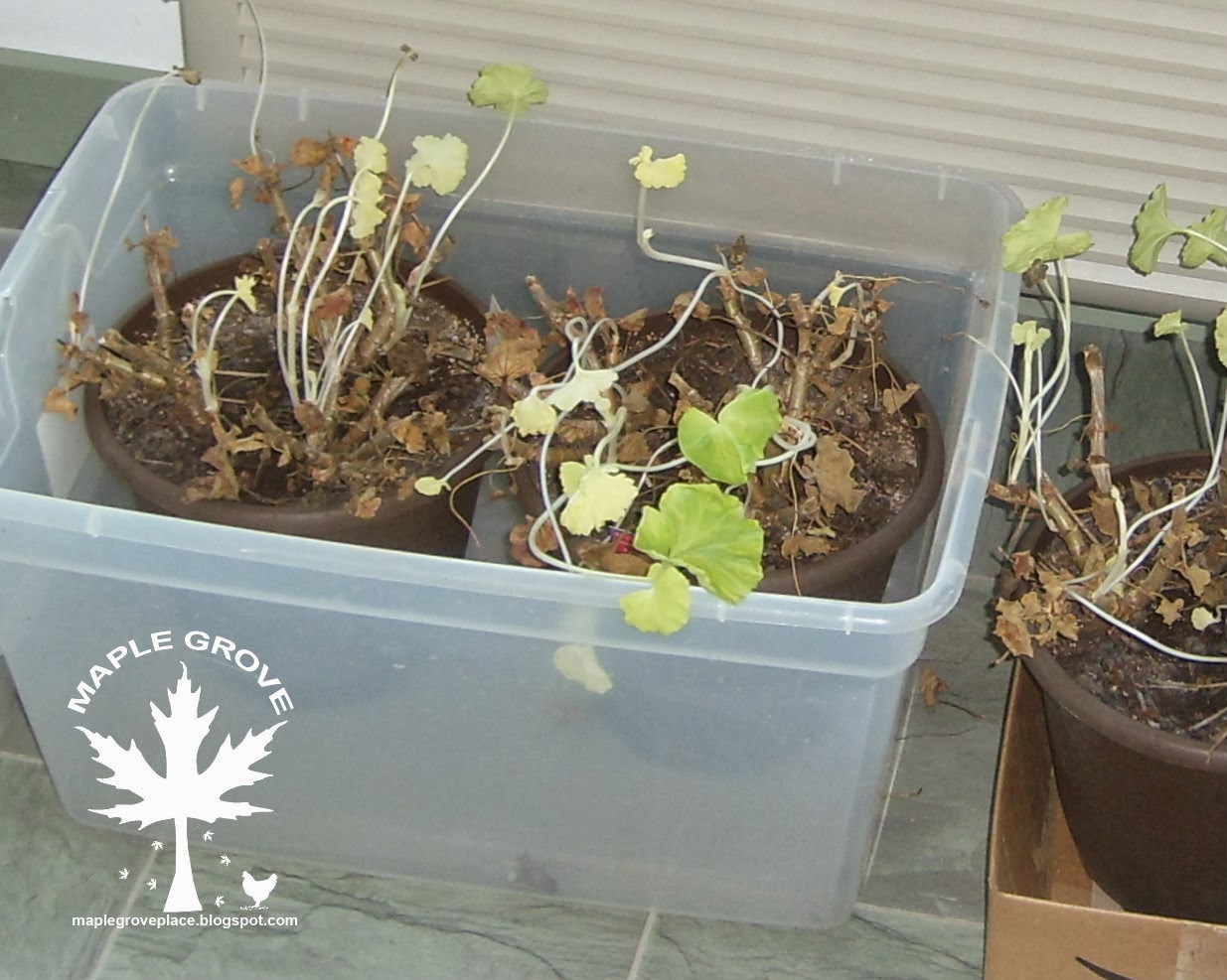Maple Grove: Over-Wintering Geraniums