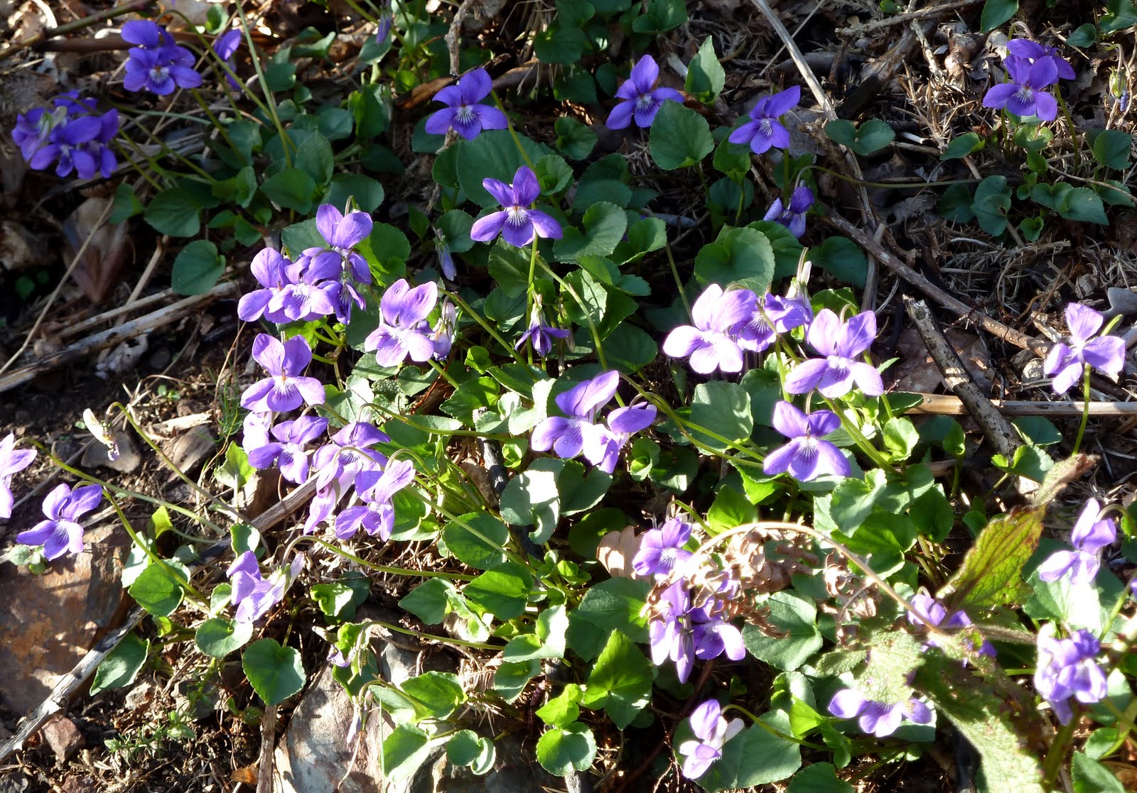 Eleanor Ludgate Blog Spot: DEVON VIOLETS