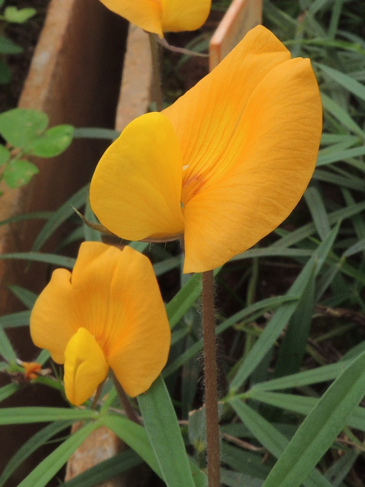 Fabaceae - Leguminosae no Brasil: Papilionoideae