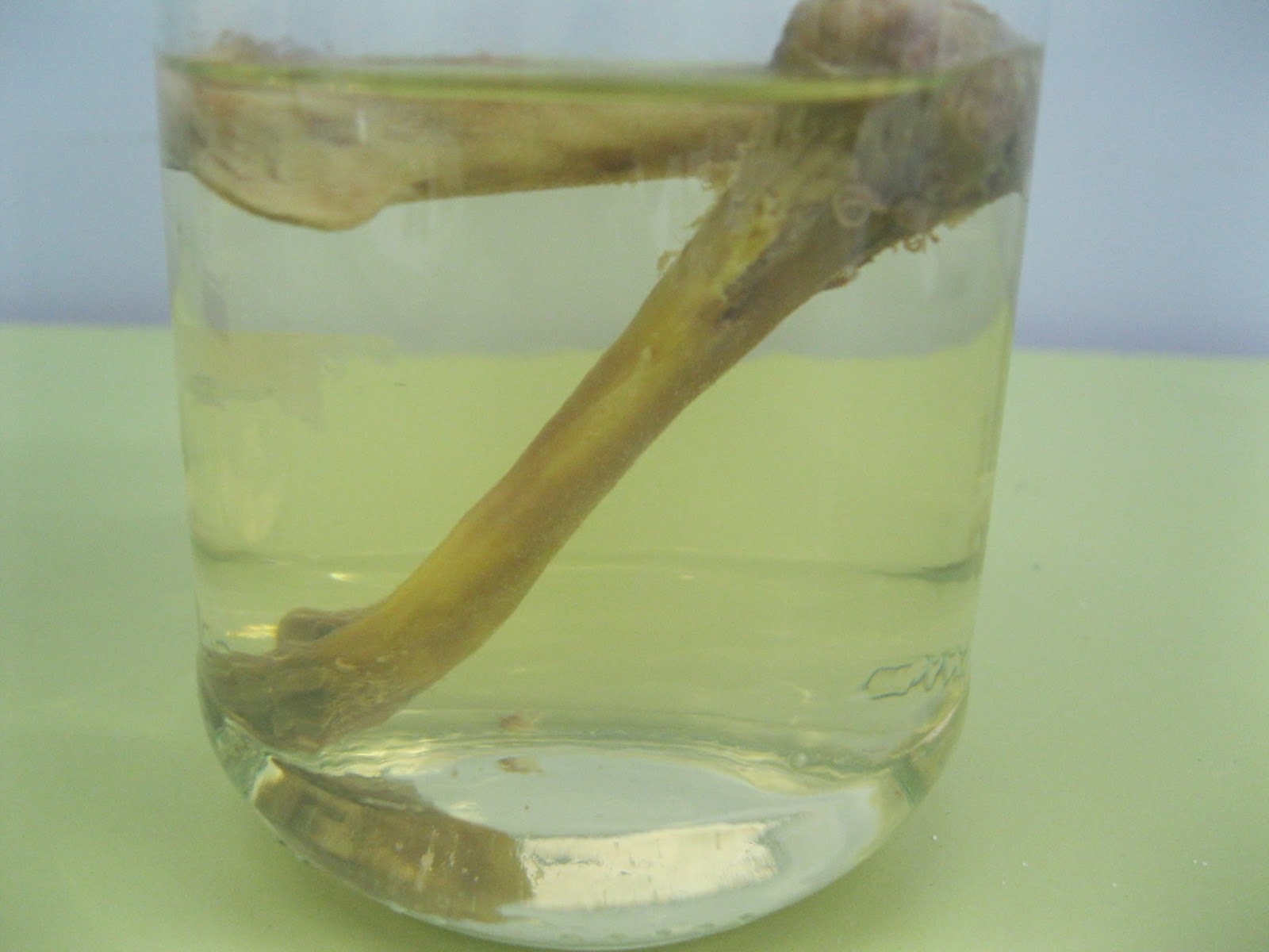 Ignasi Peraire Science Blog: Bones experiment (6th grade)