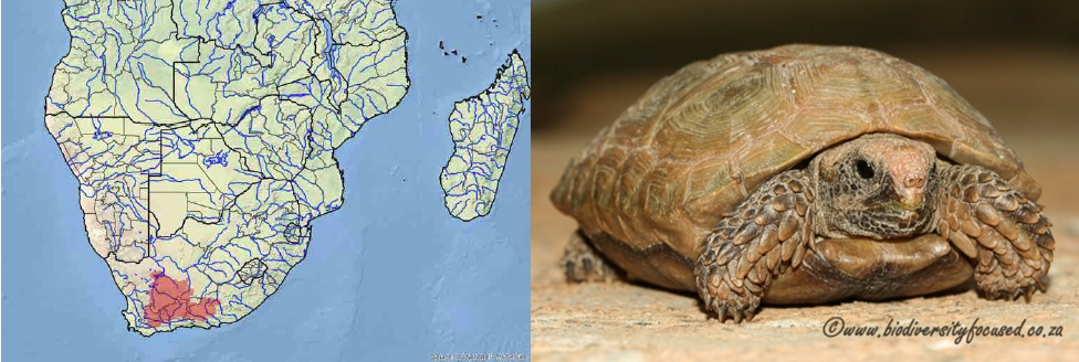 Daftar Kura kura Dunia dalam Kategori Apendiks 2 - Turtle of the World ...