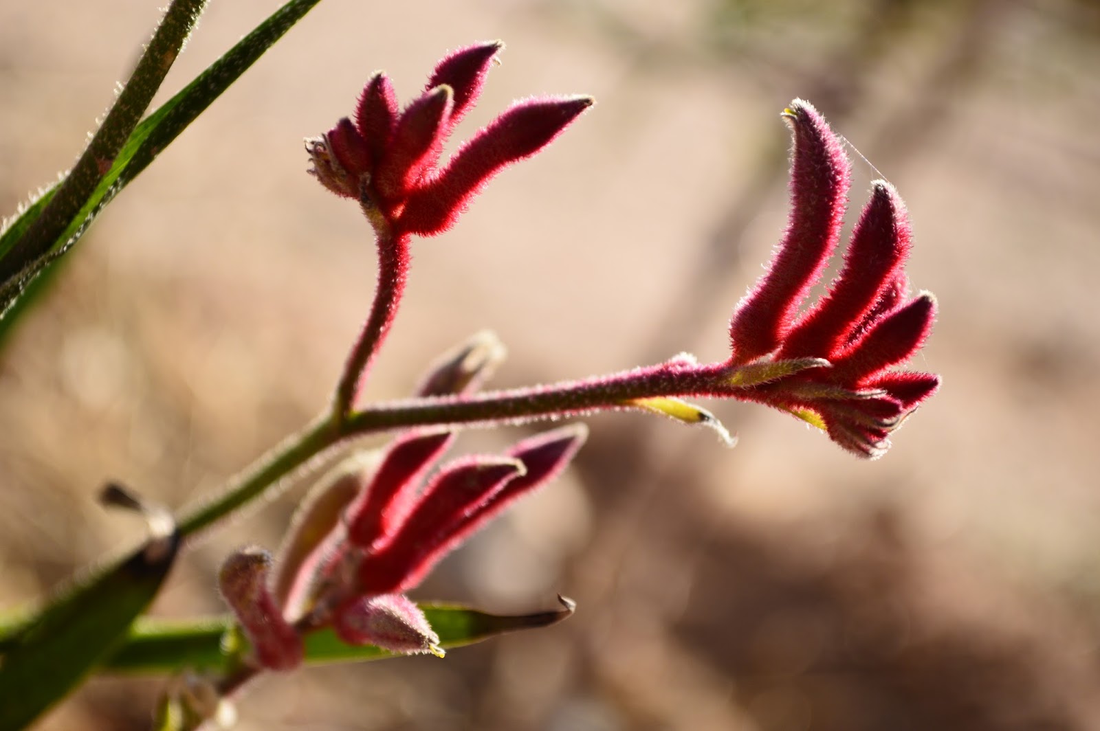A Small, Sunny Garden: The Bush Ranger in the Boondocks