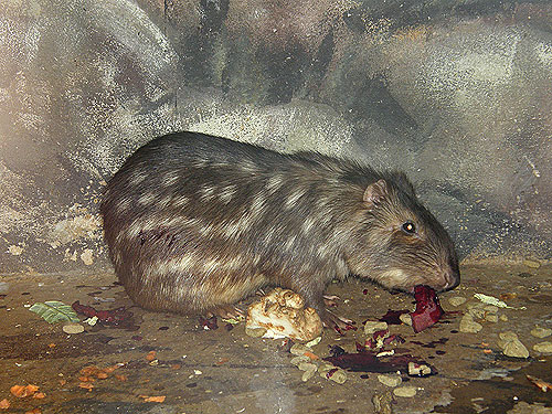 El ojo del buitre: Paca (Cuniculus paca)