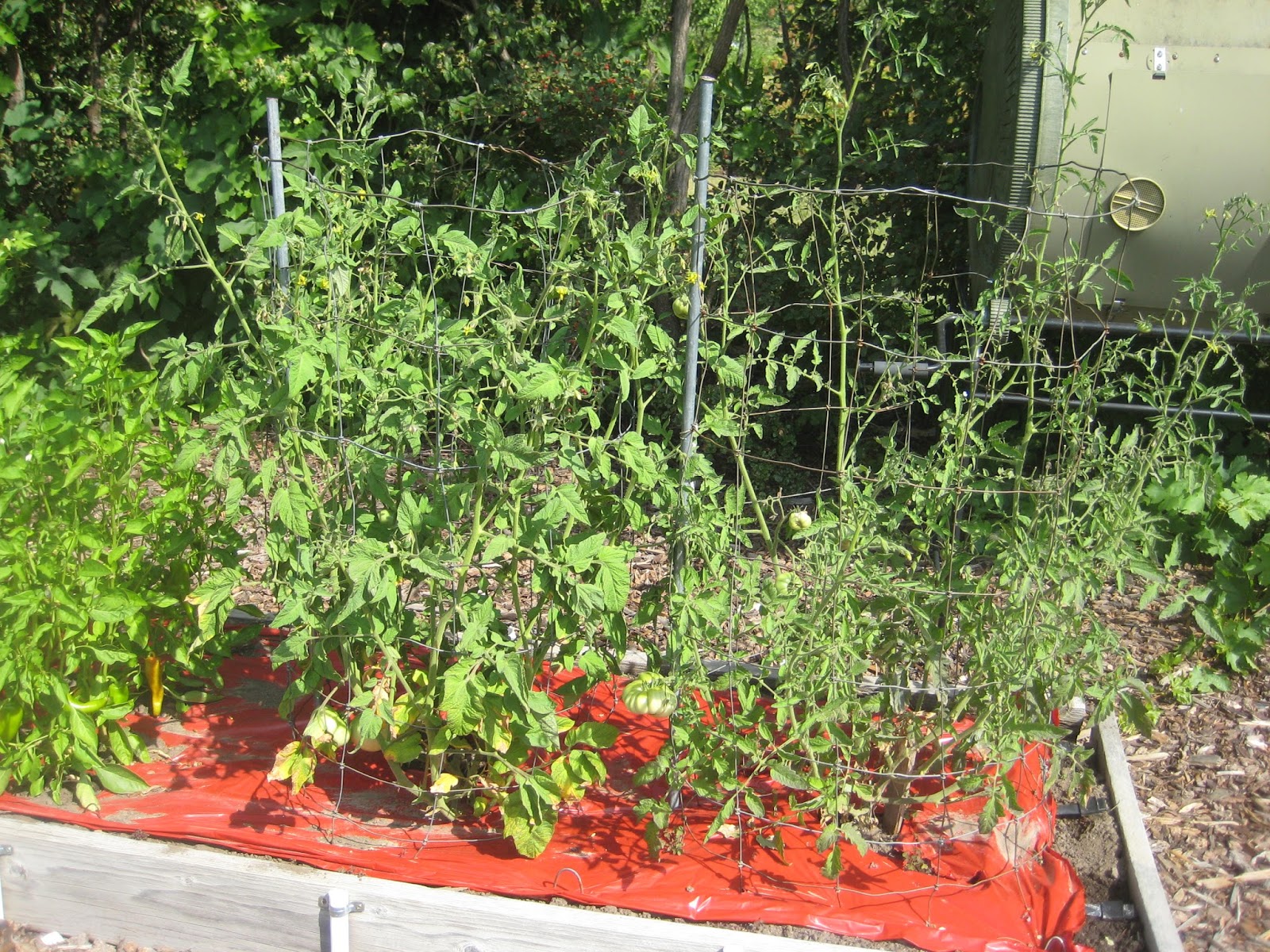 Susan's In the Garden: Grafted tomato and veggie report