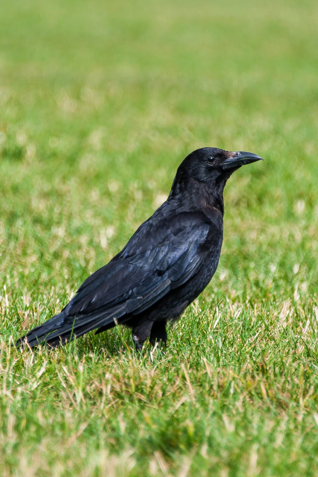 Pájaros, Pajarracos: Corneja negra (Carrion Crow)