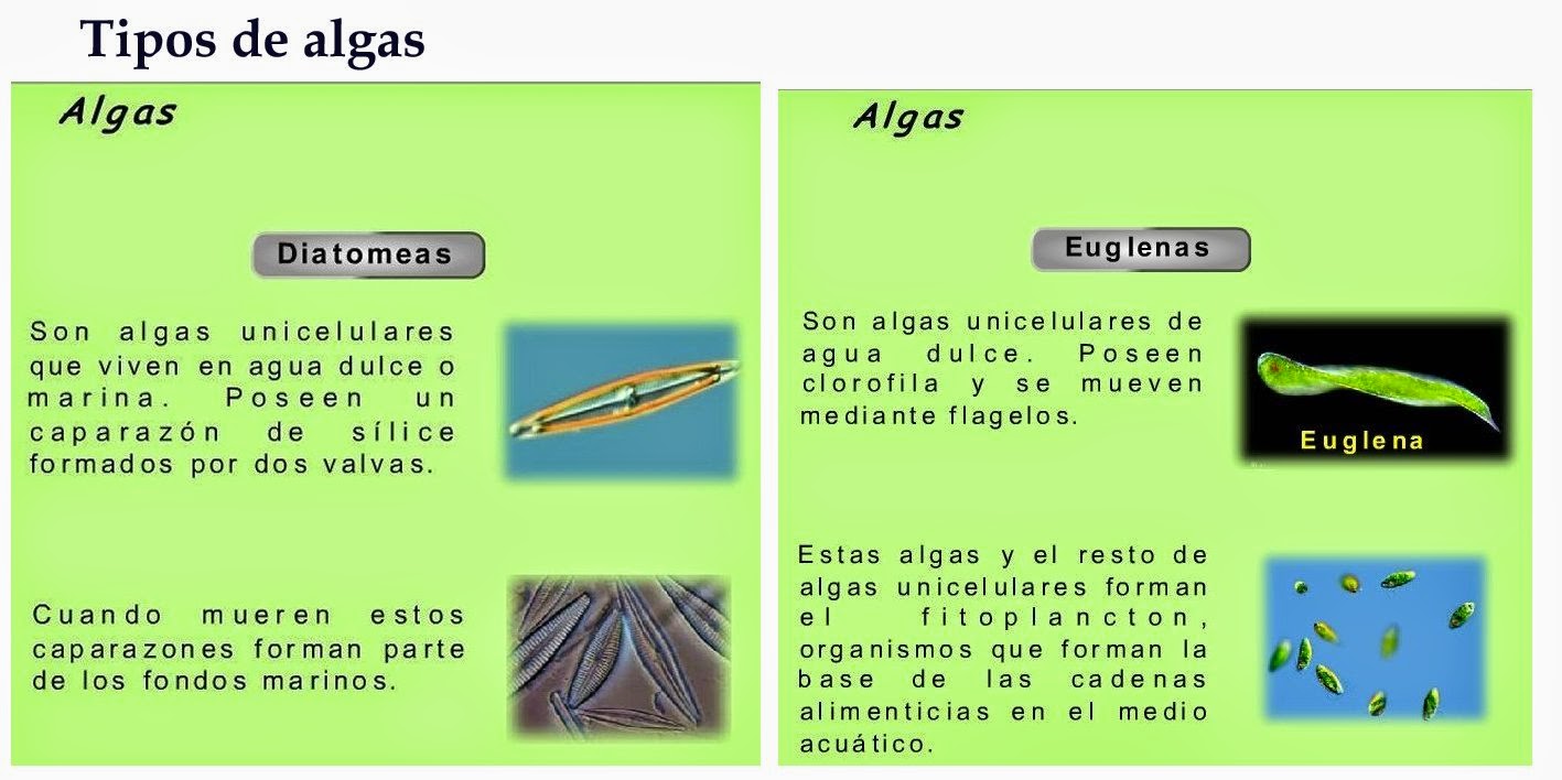 BIOLOGÍA Y GEOLOGÍA 1ESO EXXI - IES MAR. BAQUERO: febrero 2017