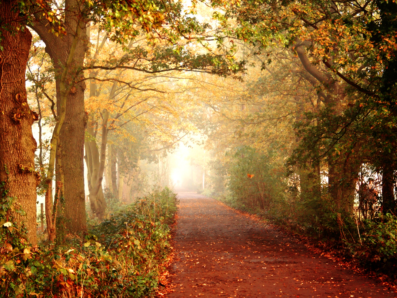 Autumn Walkway wallpaper – The Republican Cult Will Forgive Perry – The ...