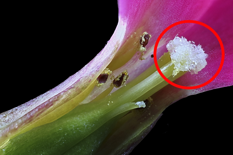 Pleurothallidinae: Lexique au tour des plantes : S