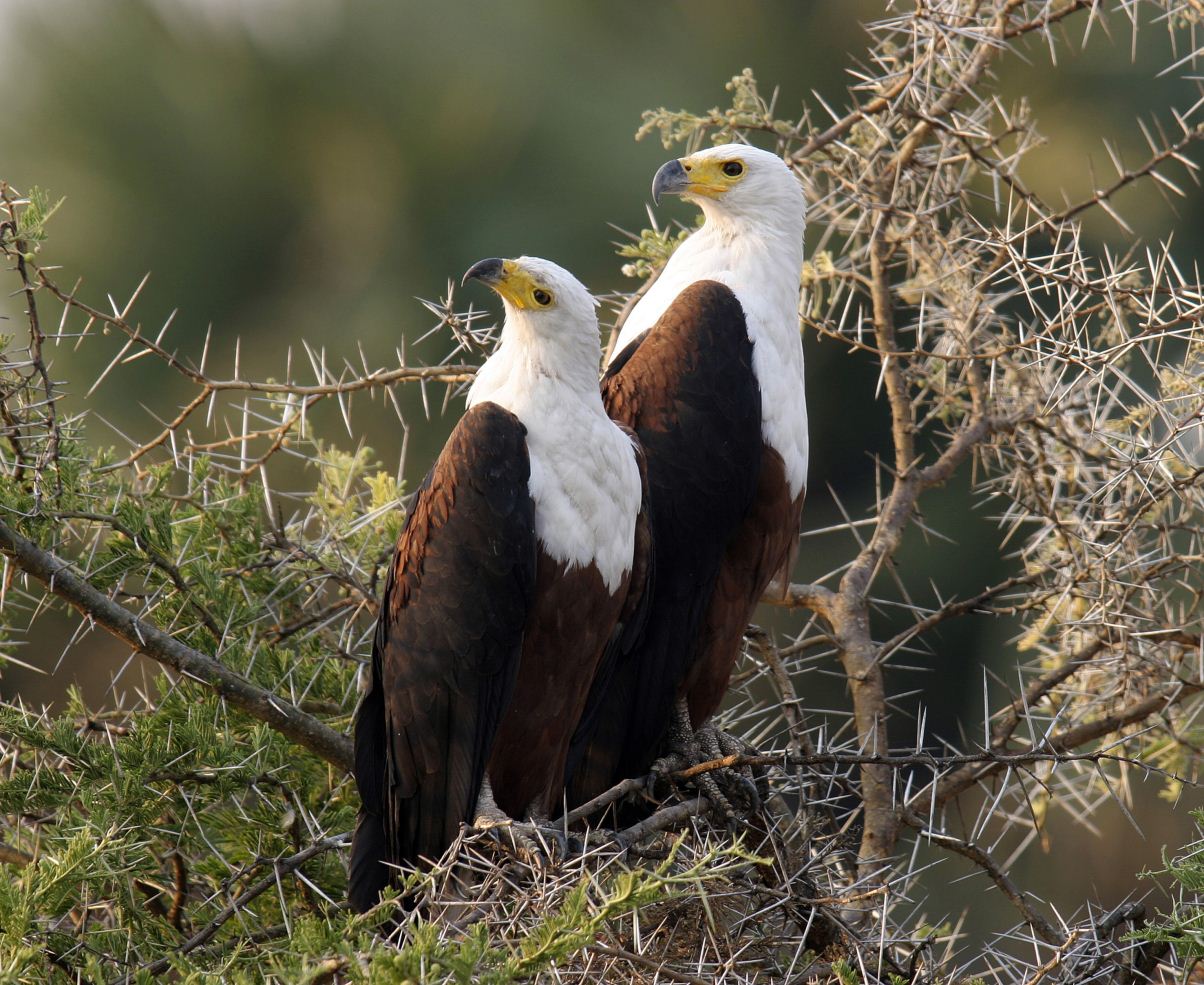 African Fish Eagle | The Life of Animals