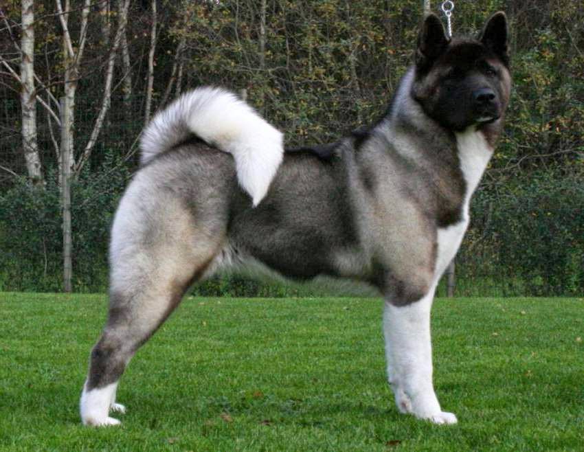 NUNCAJAMAS COCKER: PERROS DE CAZA JAPONESES; POR DAVID HANCOCK (SPANISH ...