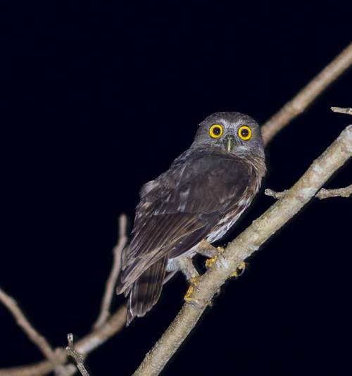 Andaman hawk-owl (Andaman boobook) | Birds of India | Bird World