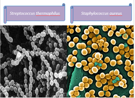 Bakteri: Koloni Bakteri
