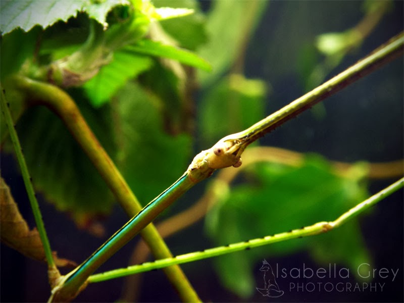 Just Another Static Heart: Leaf Bugs, and Spiders, and Bees, Oh My!