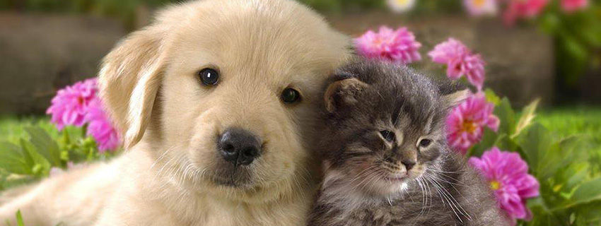 Cute Puppy Facebook Cover