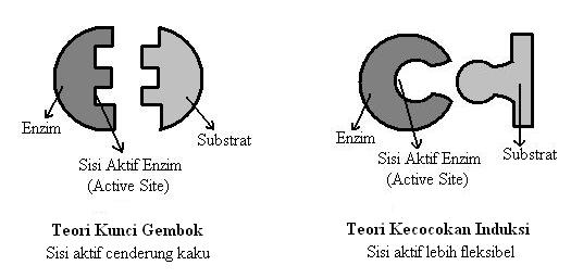SYAHRUN "06: SIFAT KERJA ENZIM