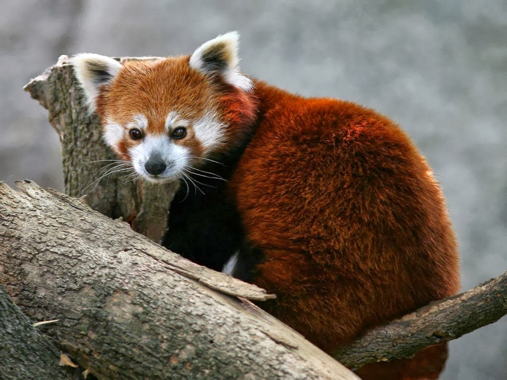 Andy foto natura: Panda rojo