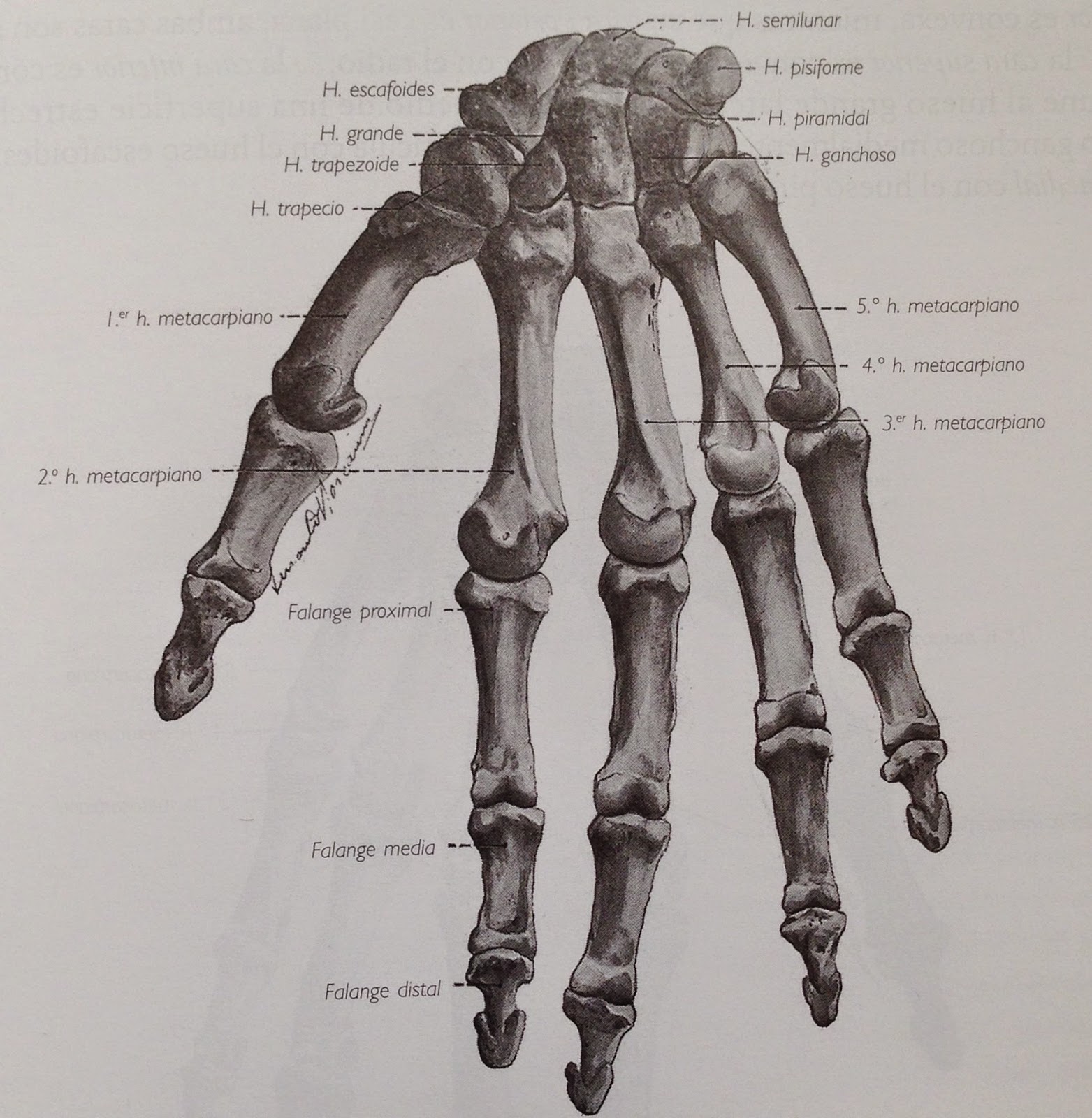 Anatomía