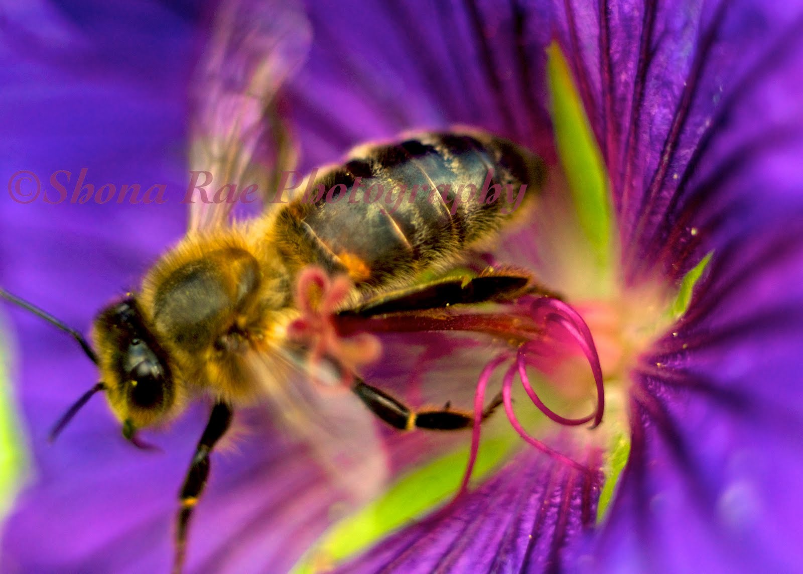 Shona Rae's 100 Happy Days: Beautiful Bees