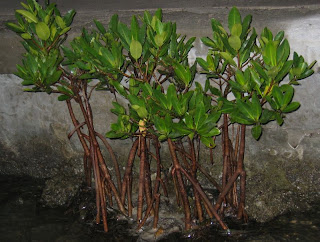 Bibit Mangrove: Jual Bibit Bakau di Jakarta