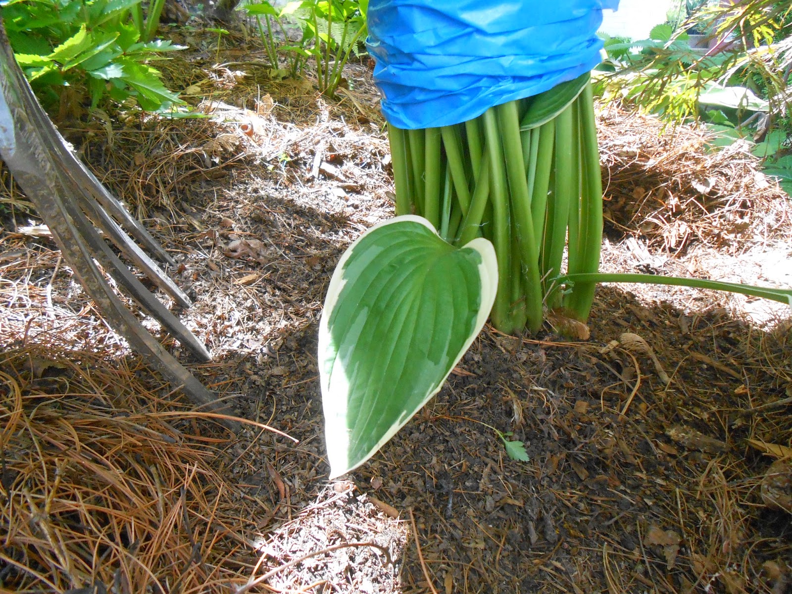 Sproutsandstuff: Moving a Leafed Out Hosta with the Help of a Belt and ...