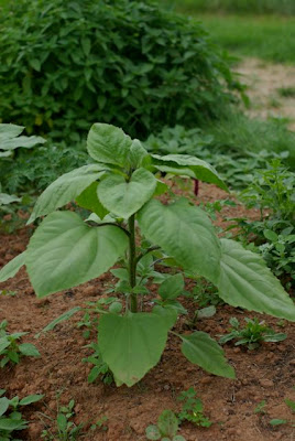 Canoe Corner: A Year of Sunflowers