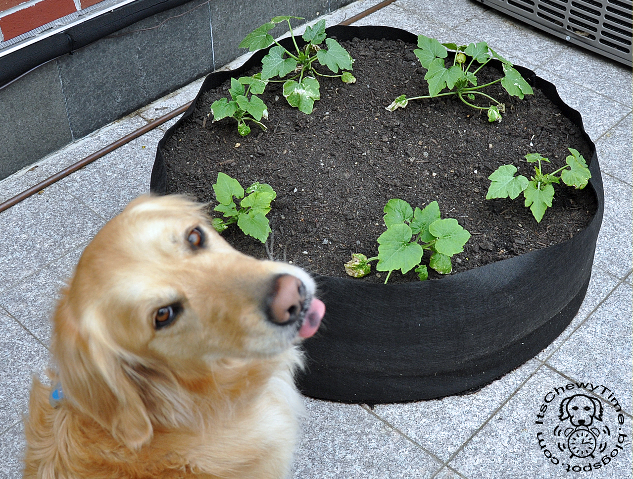 It's Chewy Time!: Growing Veggies for Your Dog, Part 4: Container Gardening