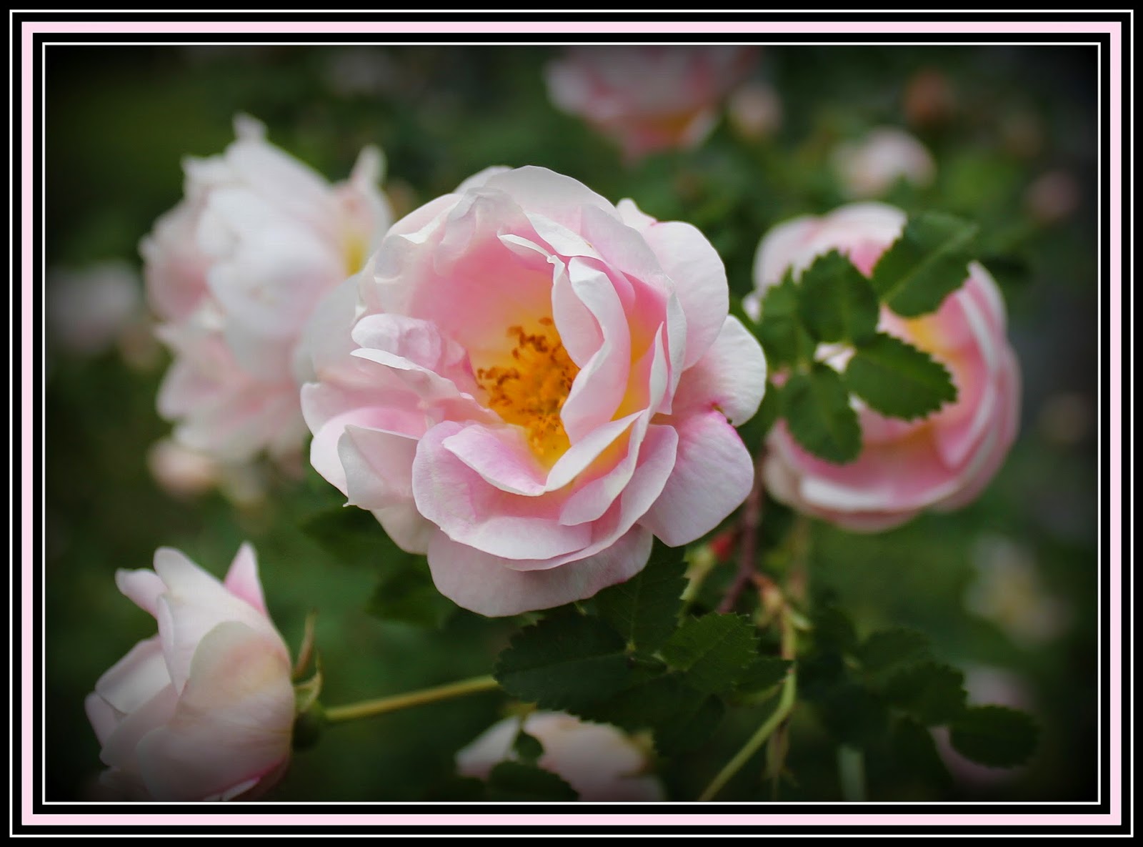 Selätön puutarhuri: Ruusuja