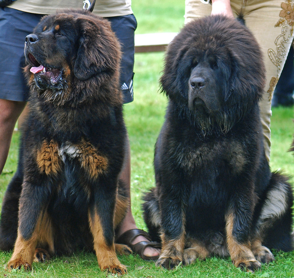 Top 20 Famous Dogs Breeds (20 सबसे लोकप्रिय कुत्ते) Top 20 Dogs Show Me ...