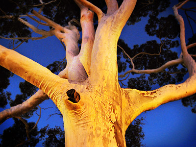 Funny Pictures Gallery: Gum trees, gum treee, gumree, gumtreee, gumtrr ...