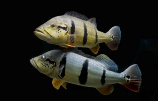 Peacock Bass / PBass (Cichla Species) - FISH WIKIPEDIA