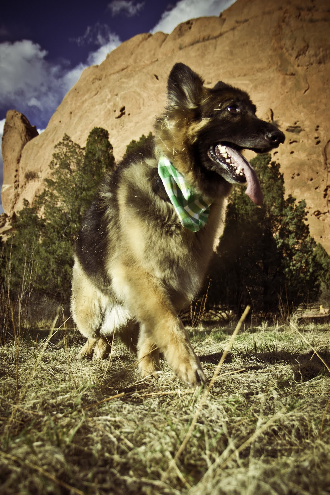 Dublin Animal Hospital: From Mystery to Miracle: Yeager's Journey