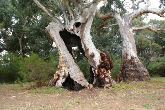 Gallivantour: Clare Valley S.A.