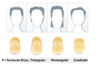 Forma, Color Y Tamaño De Los Diente