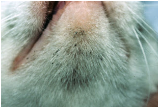 12 PENYAKIT KULIT PADA KUCING PERSIA YANG PENTING UNTUK DIKETAHUI