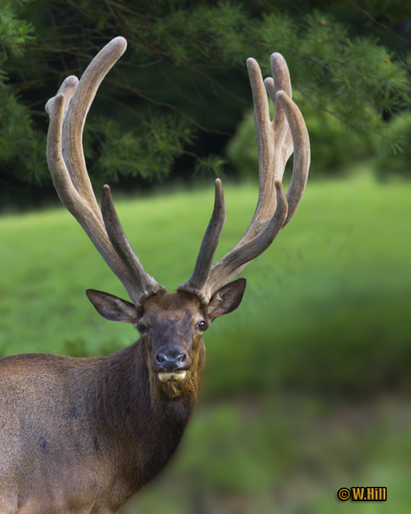 Pennsylvania Wildlife Photographer: Mid-June In Pennsylvania Elk Country
