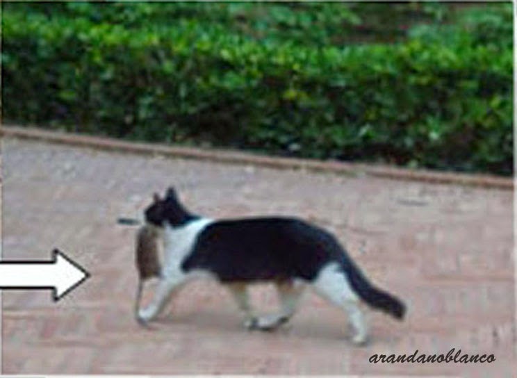 parquemarialuisa-encinarosa: Rata común o de cloaca / Rattus norvegicus ...