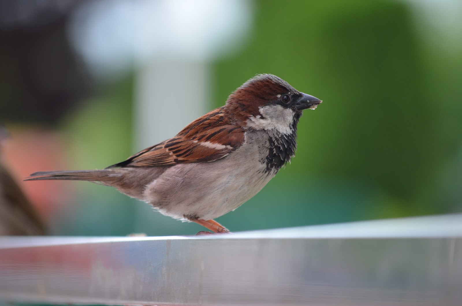 Claudiu Dinca Foto: Vrabia - fotografii facute cu Nikon D5100, 55-200mm ...