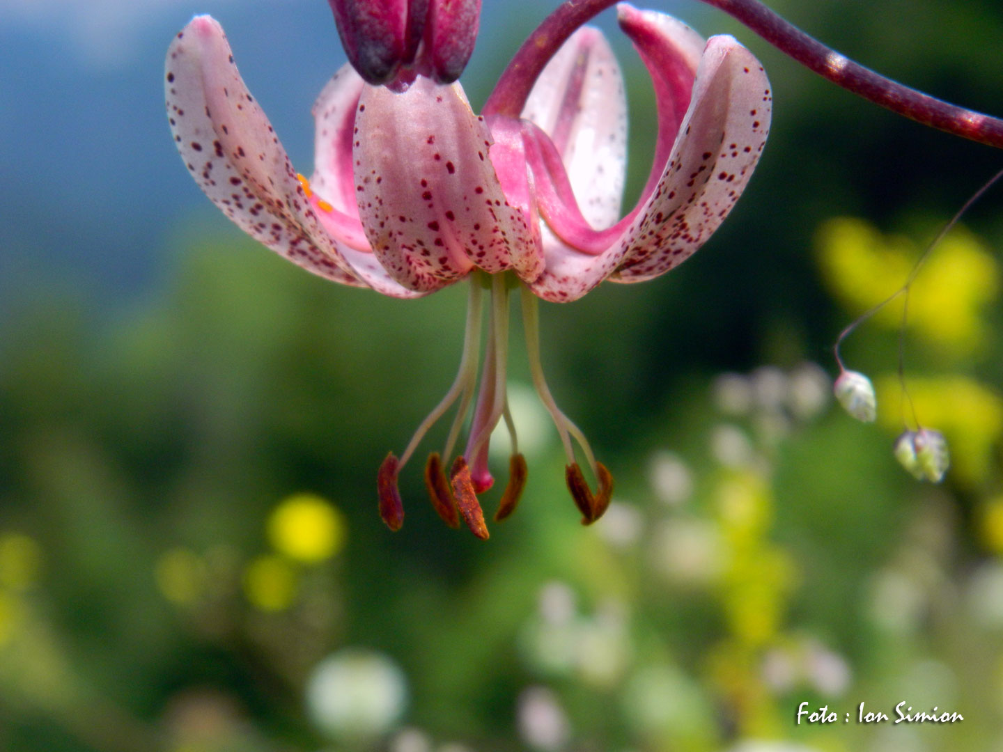 De vorba cu mine însumi: Crinul de padure