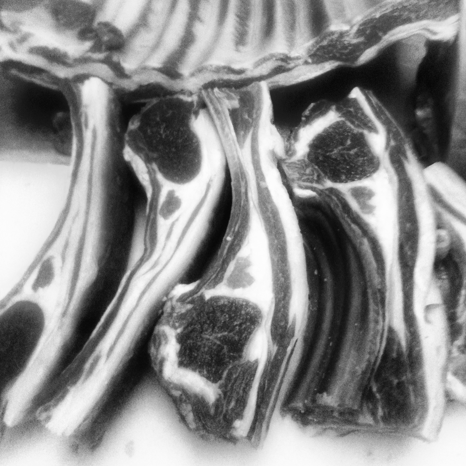 Austin Texas Butcher: Whole Mutton. The Breakdown.