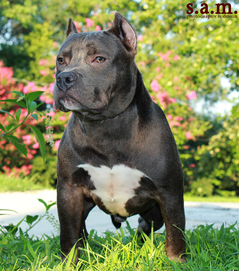 AMERICAN BULLY KENNEL: American Bully Origem AMERICAN BULLY KENNEL: American Bully Origem