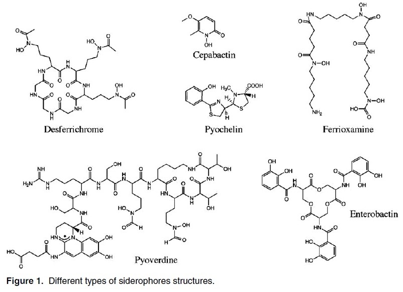 AgroBonômica: Sideróforos