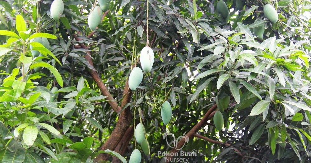 PBN: Mangga Falan (thunder)